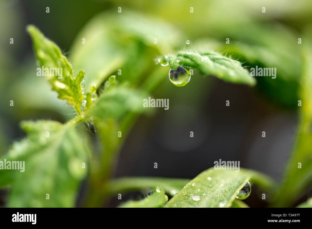 Fresh plant with dew drops close up in garden Stock Photo - Alamy
