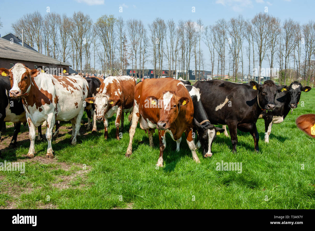 A group of cows are seen enjoying the sun for the first time on the ...