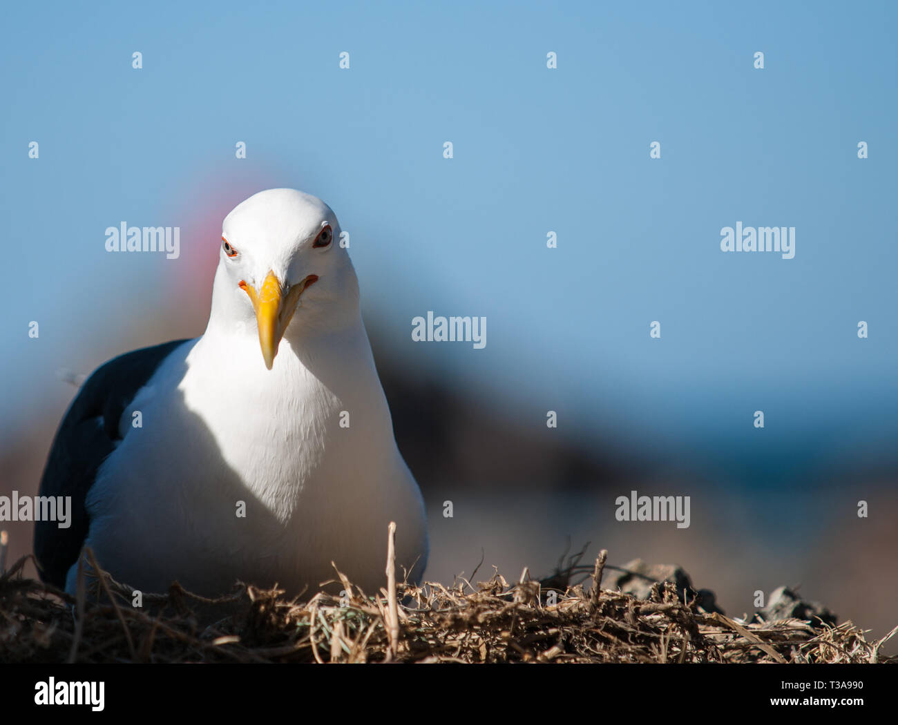 Southern black backed gull close-up portrait Stock Photo - Alamy