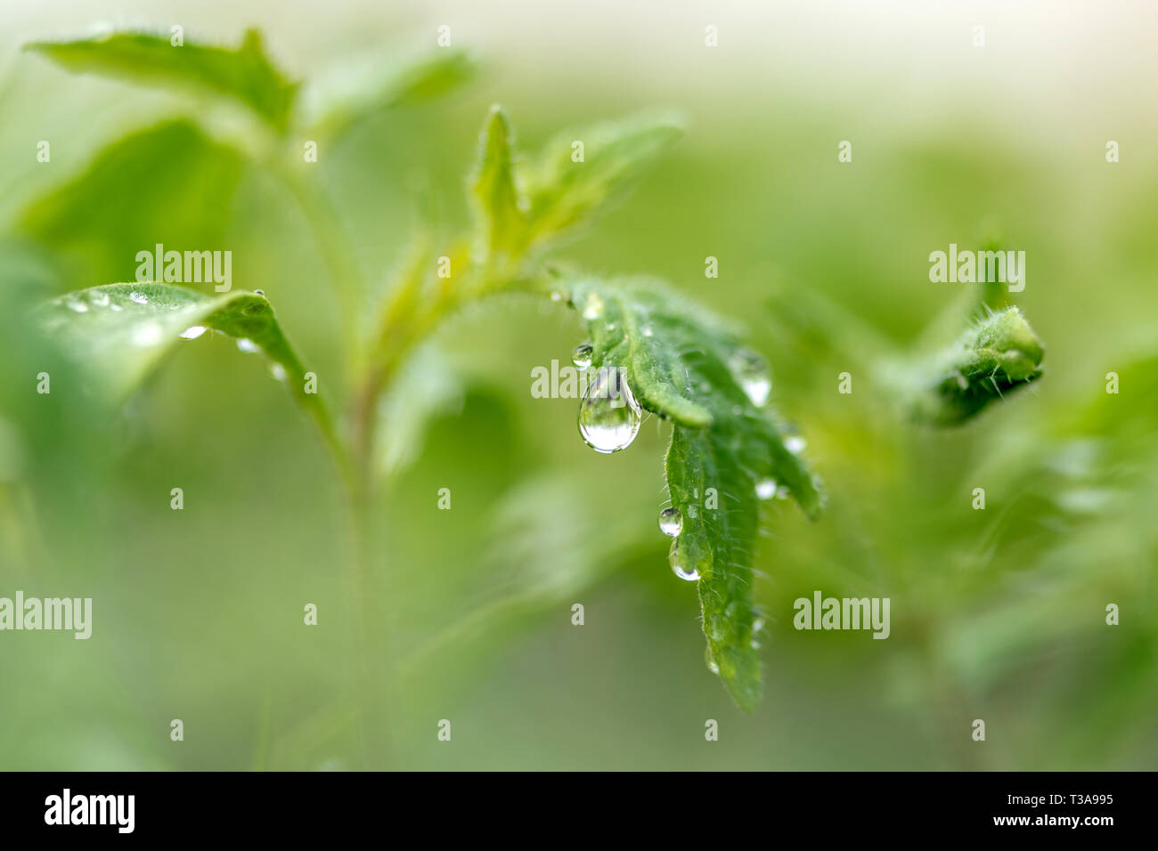 Reflection micro plant leaf hi-res stock photography and images - Alamy