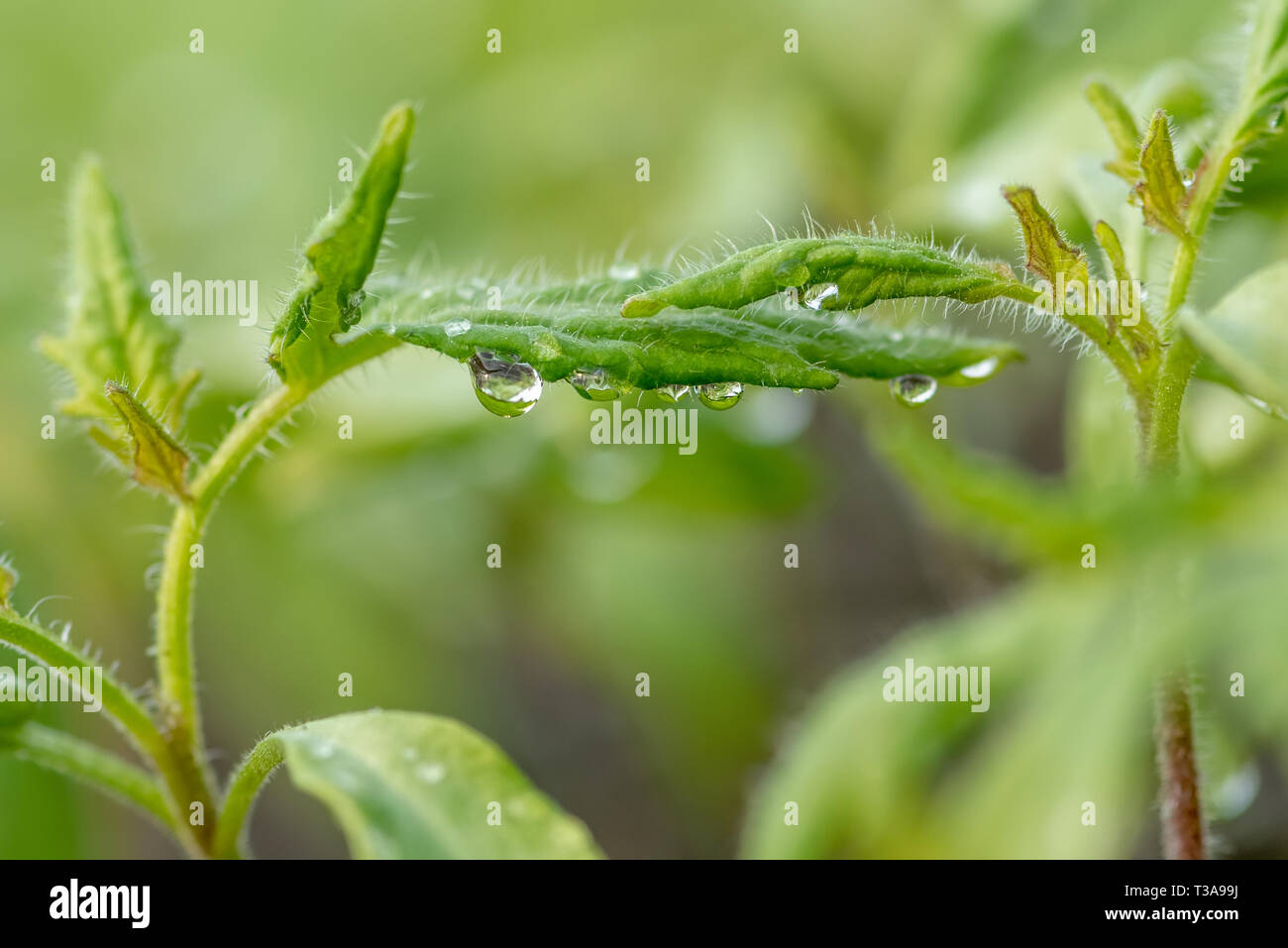 Fresh plant with dew drops close up in garden Stock Photo - Alamy