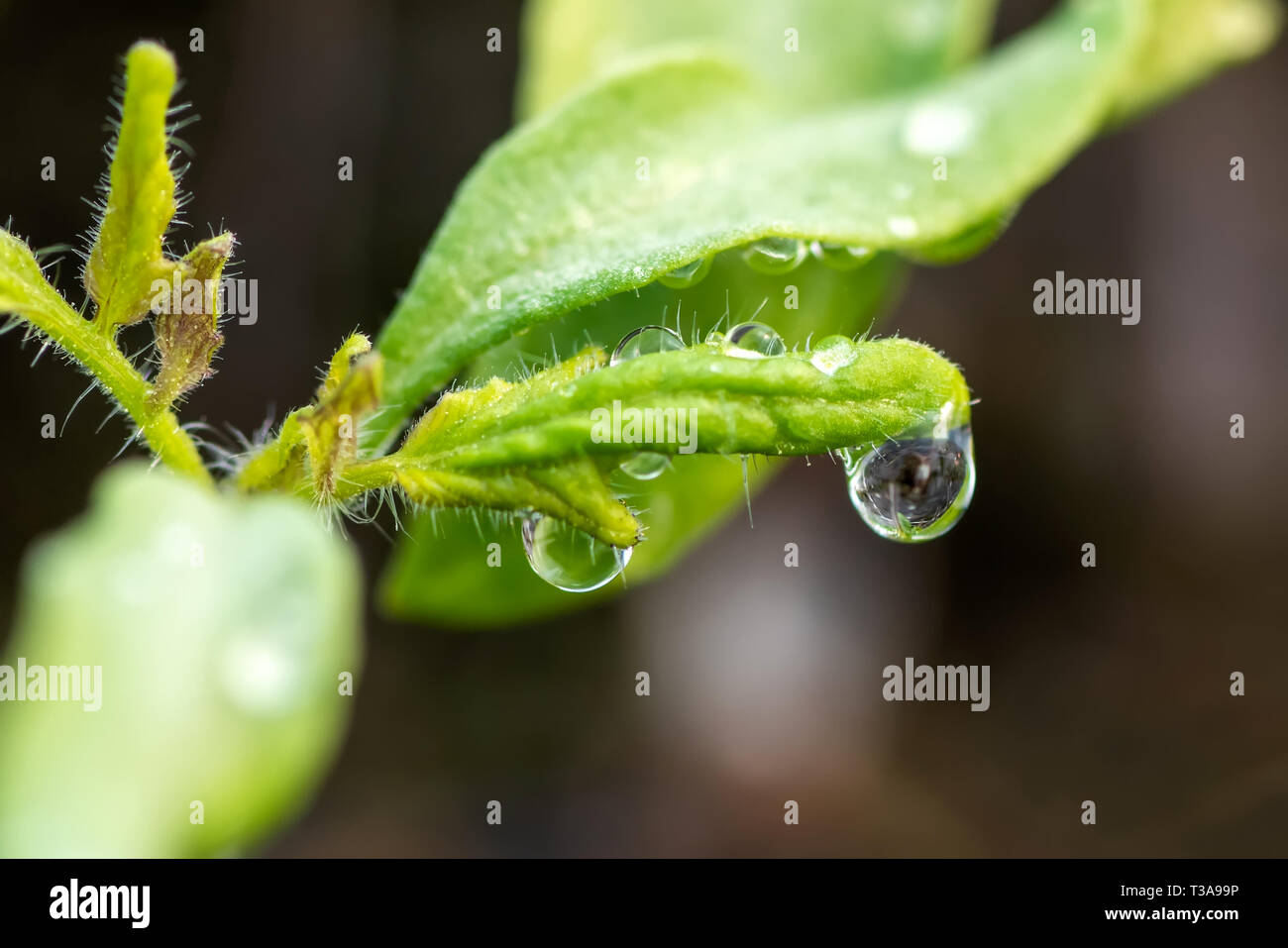 Garden fresh microgreens hi-res stock photography and images - Alamy