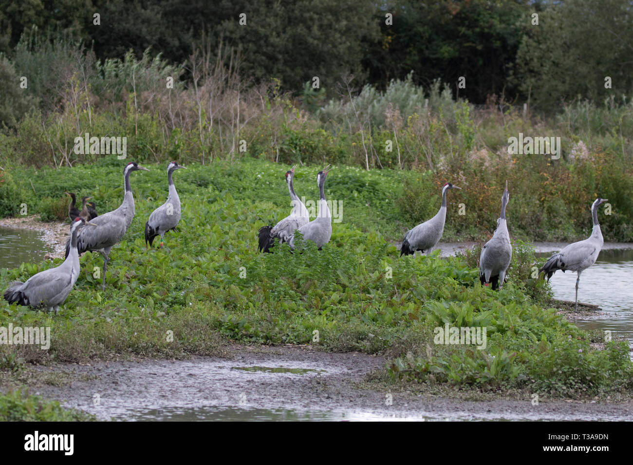 Flock of common cranes hi-res stock photography and images - Alamy