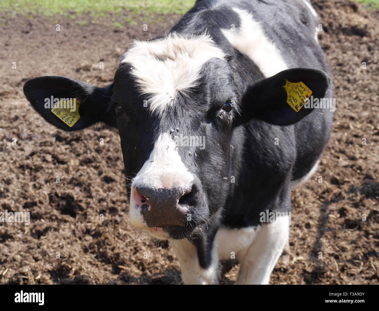 Bull's eye cow hi-res stock photography and images - Alamy