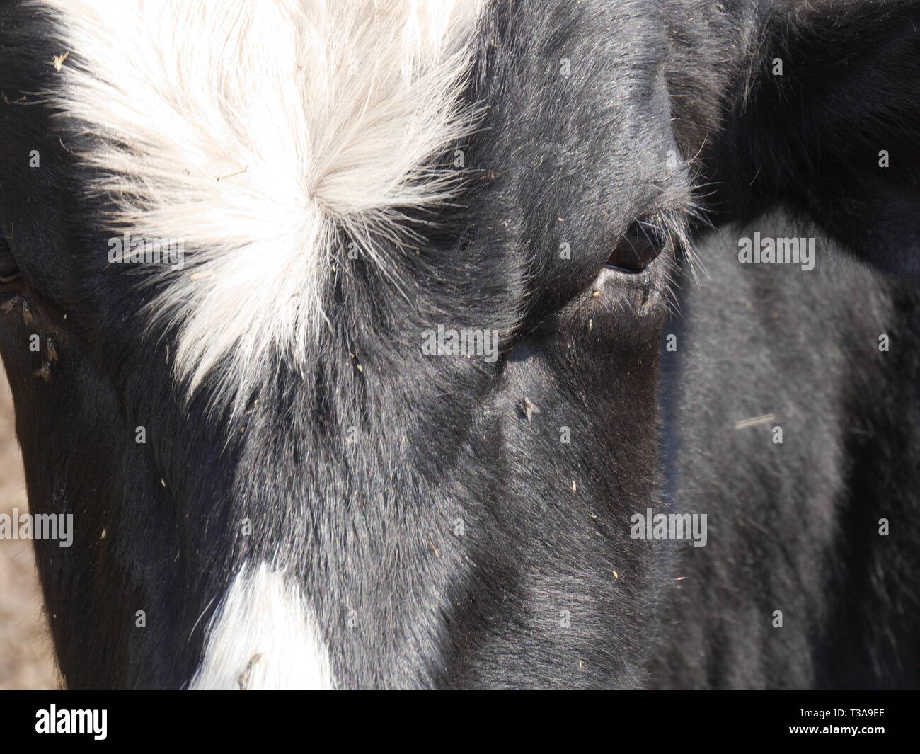 Bull's eye cow hi-res stock photography and images - Alamy