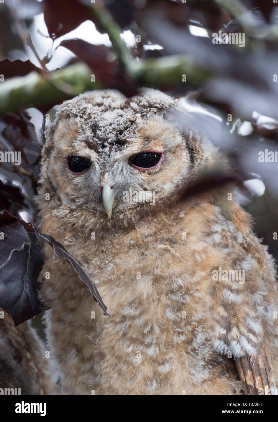 Roosting tawny owl hi-res stock photography and images - Alamy