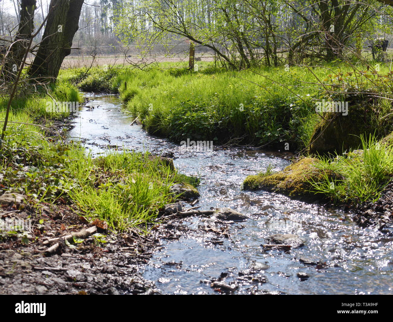 Streamlet in spring time Stock Photo - Alamy