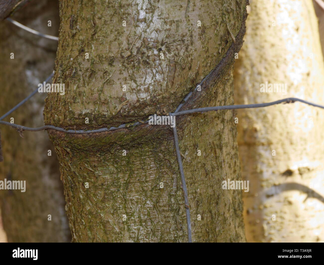 Tree growing into fence hi-res stock photography and images - Alamy