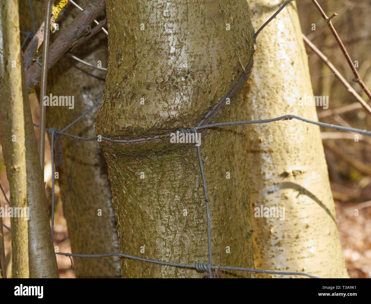 Tree growing into fence hi-res stock photography and images - Alamy