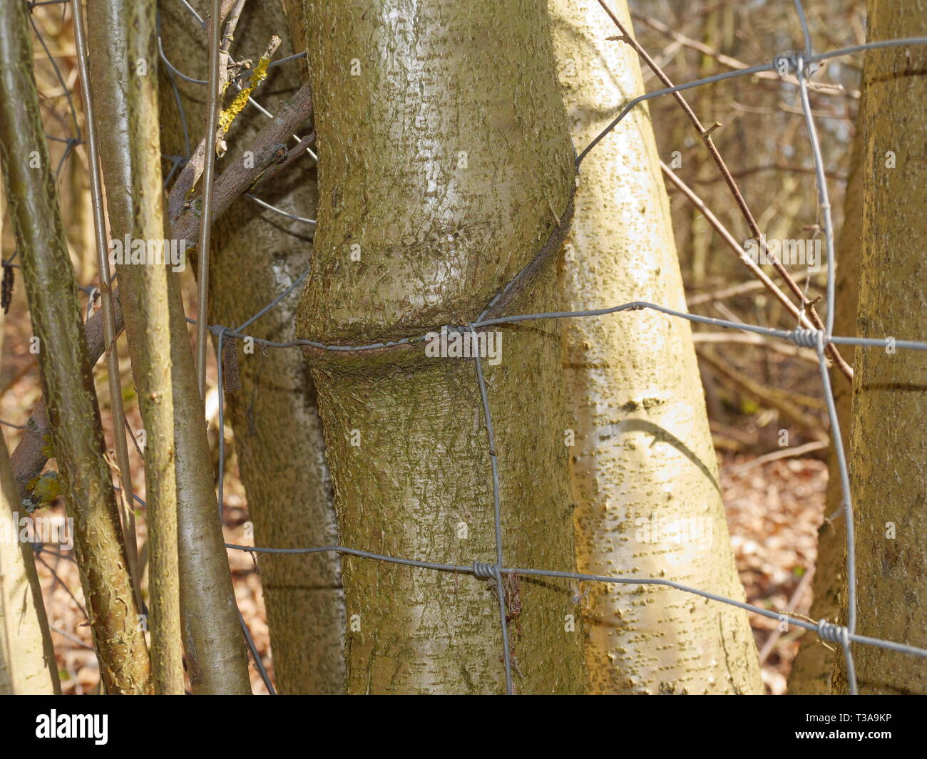 Ingrown fence wire in a tree Stock Photo - Alamy