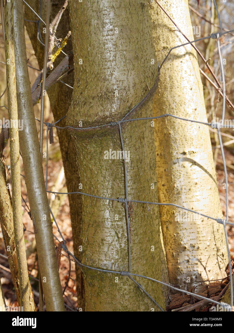 Tree growing wire fence hi-res stock photography and images - Alamy