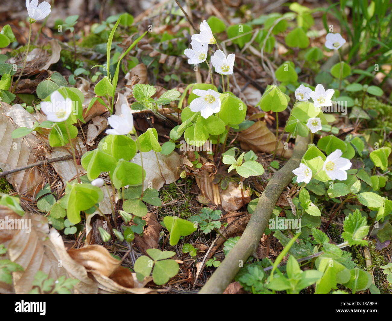 Spring flowers (common wood sorrel, Oxalis acetosella Stock Photo - Alamy