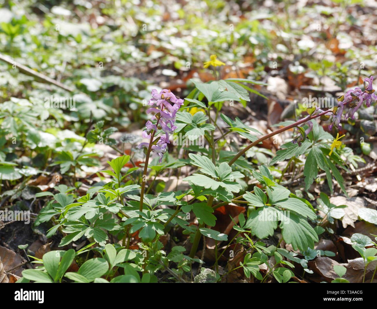 Emergent flowers hi-res stock photography and images - Alamy