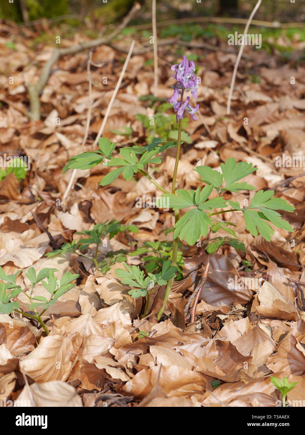 Emergent flowers hi-res stock photography and images - Alamy