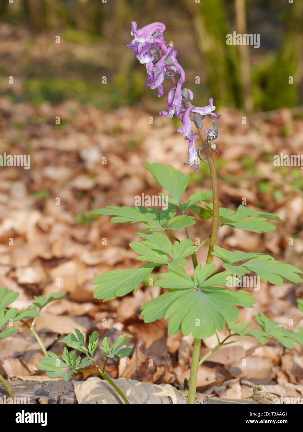 Spring Time Plants High Resolution Stock Photography and Images - Alamy