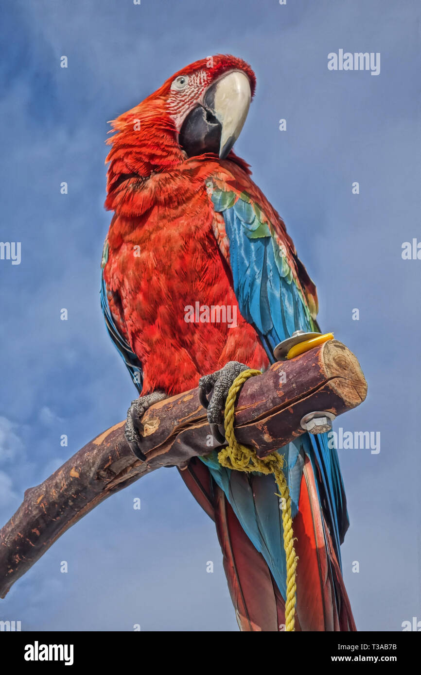 Red parrot on perch hi-res stock photography and images - Alamy