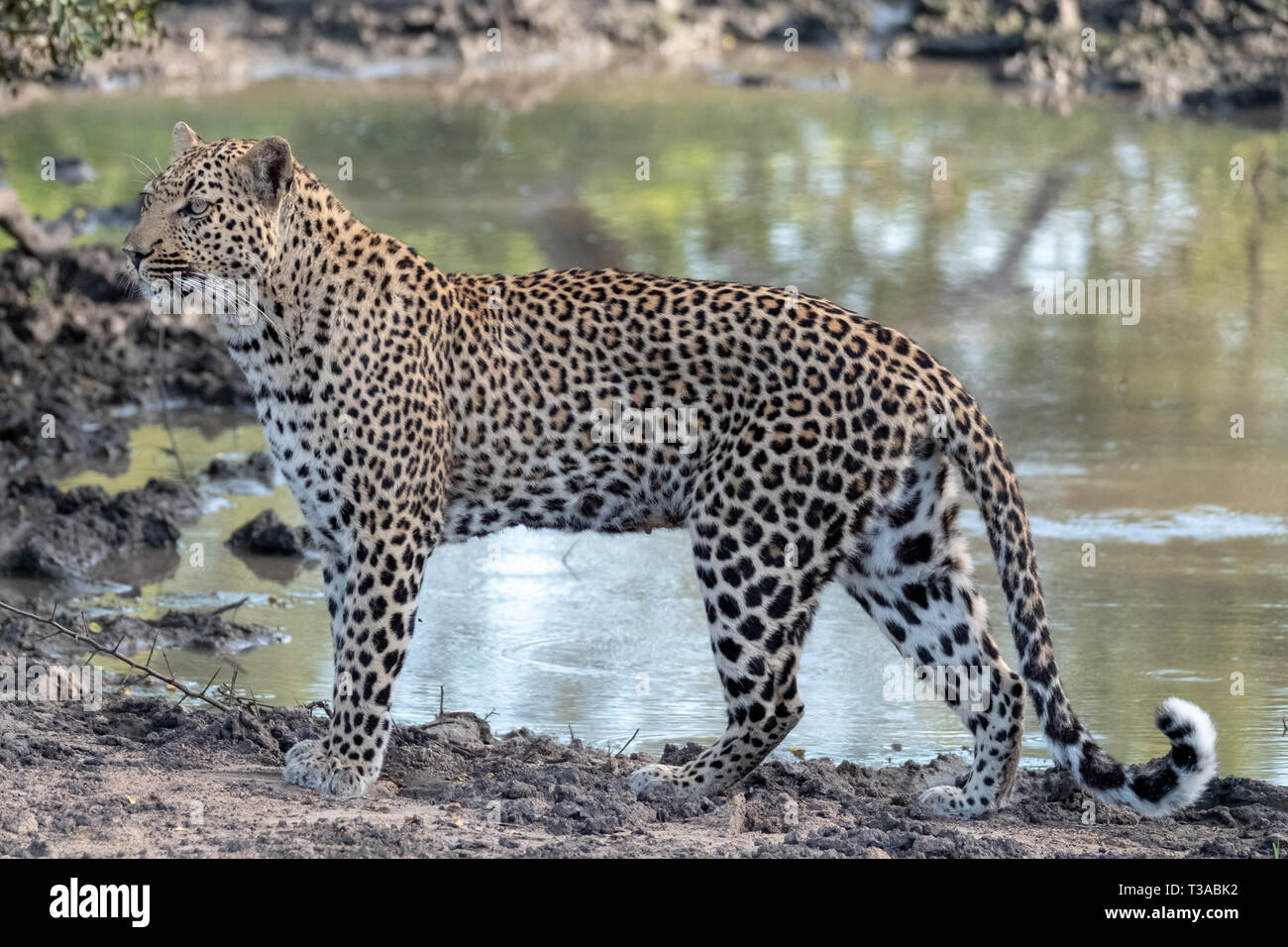 Female leopardess photographed in late afternoon at a waterhole in the ...