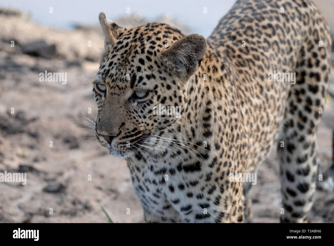 Female leopardess photographed in late afternoon at a waterhole in the ...