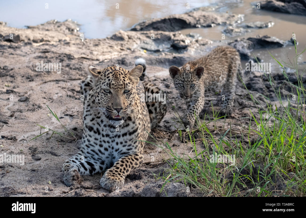Female leopard with her young cub at a water hole in Sabi Sands Game ...
