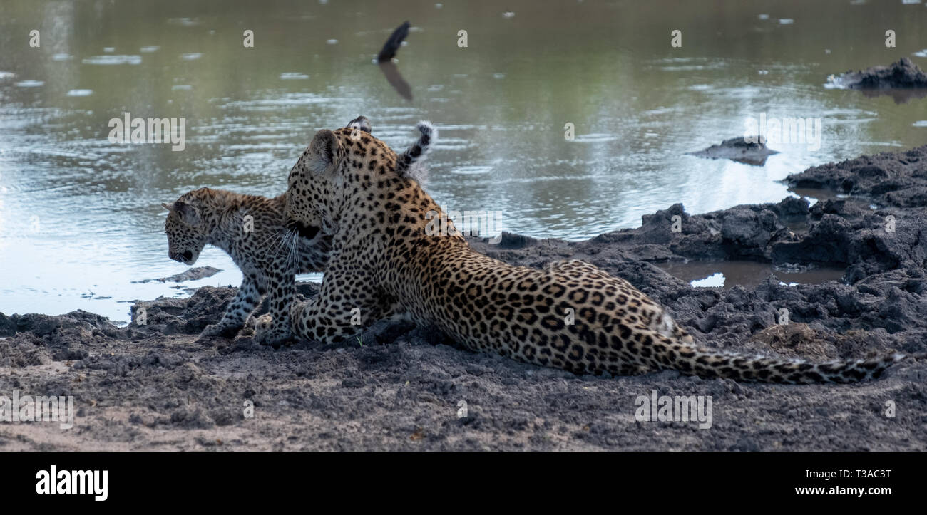 Female leopard with her young cub at a waterhole in Sabi Sands Game ...
