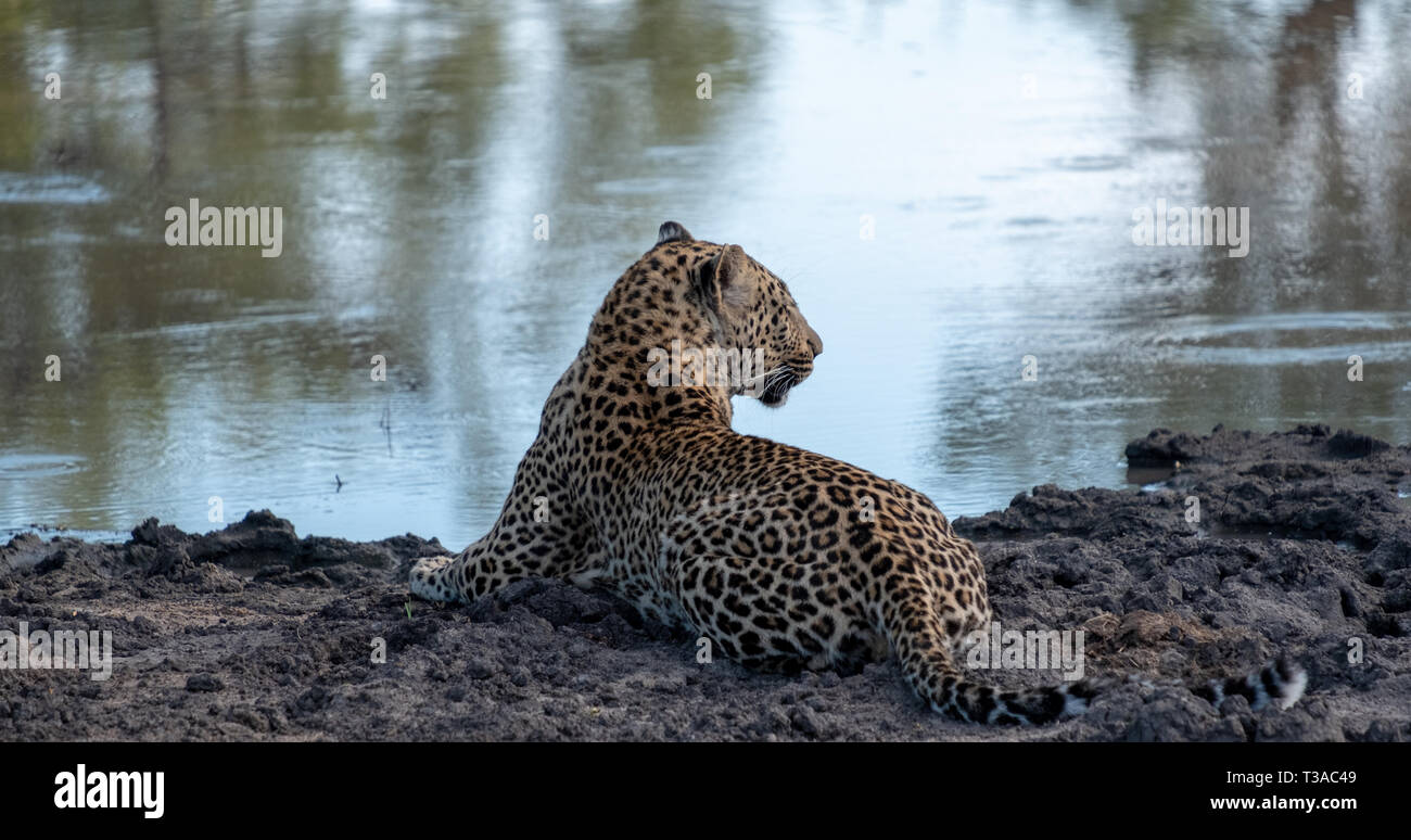 Female leopardess photographed in late afternoon at a waterhole in the ...