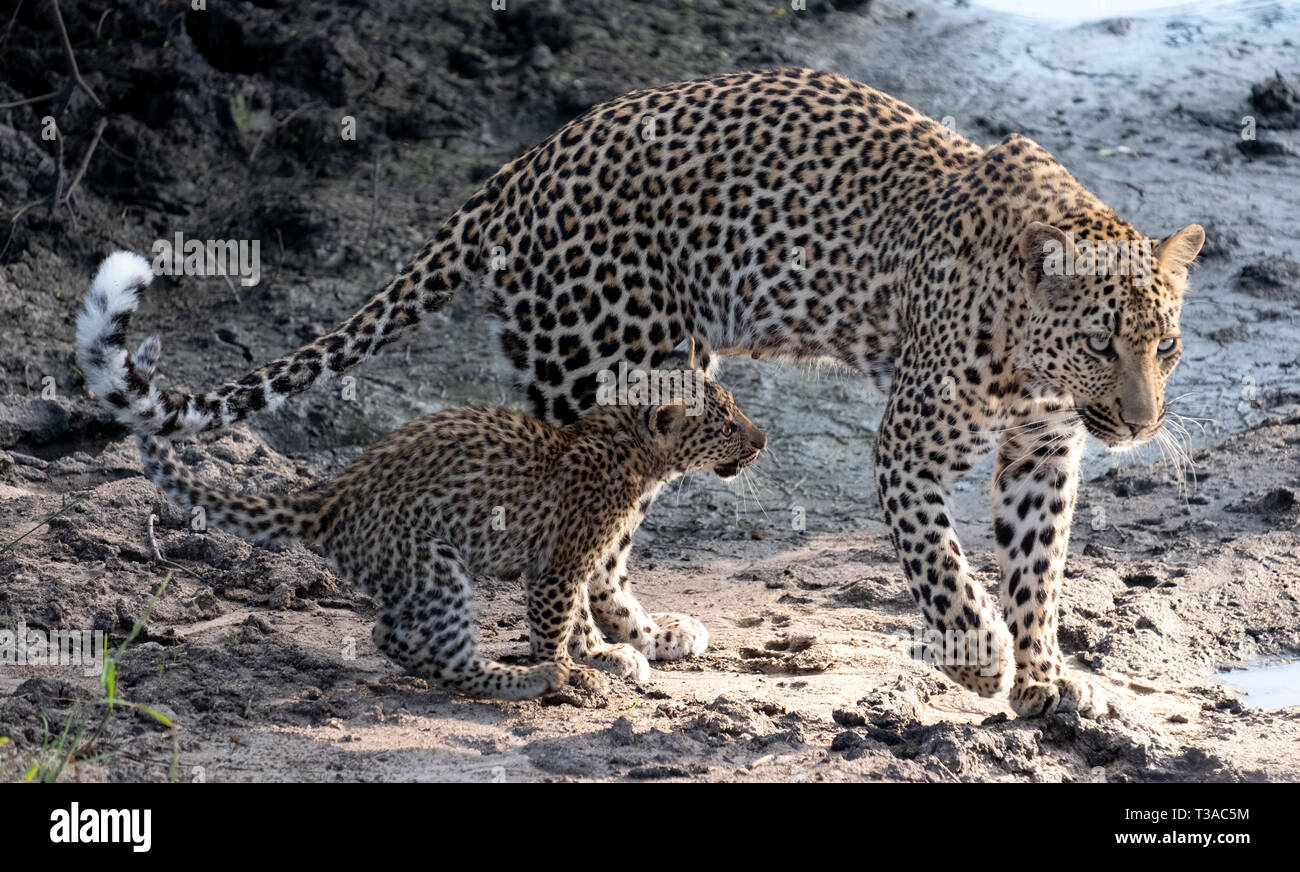 Female leopard with her young cub at a waterhole in Sabi Sands Game ...