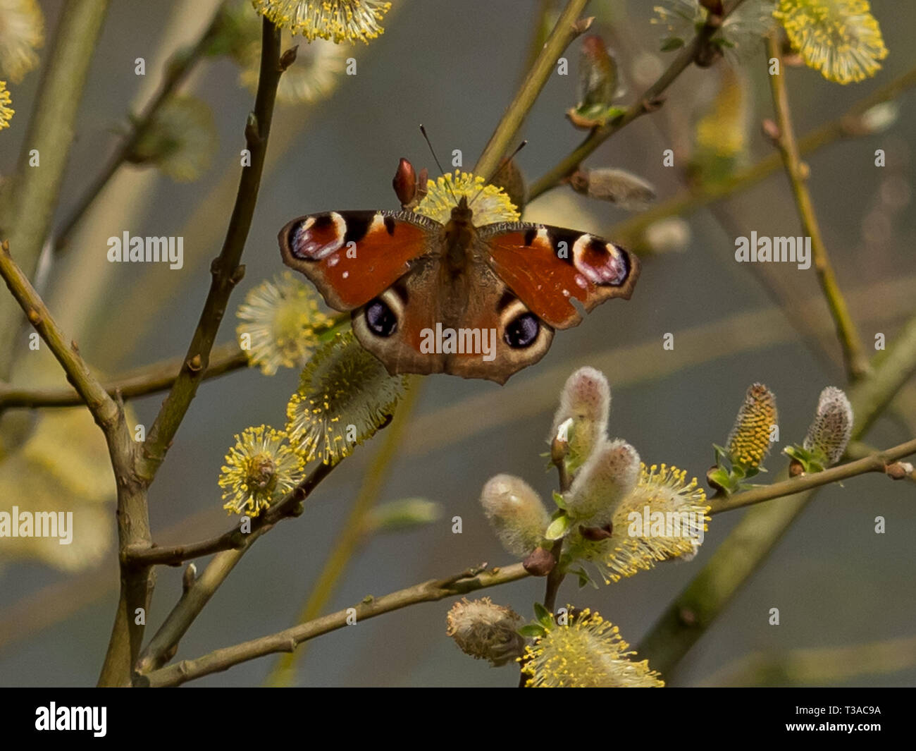 Peacock Butterfly and willow Stock Photo - Alamy