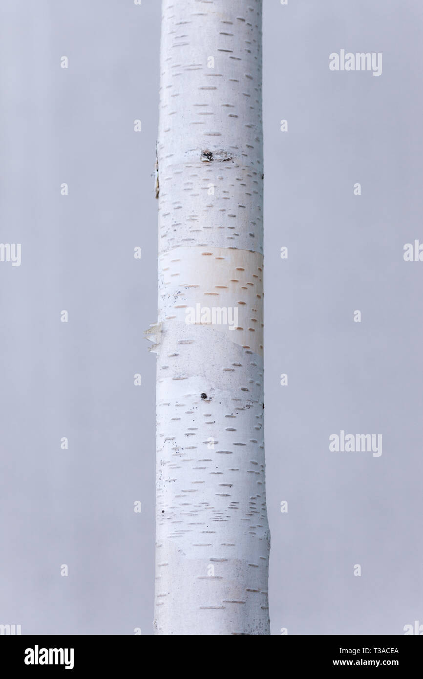 Silver birch betula pendula young hi-res stock photography and images ...