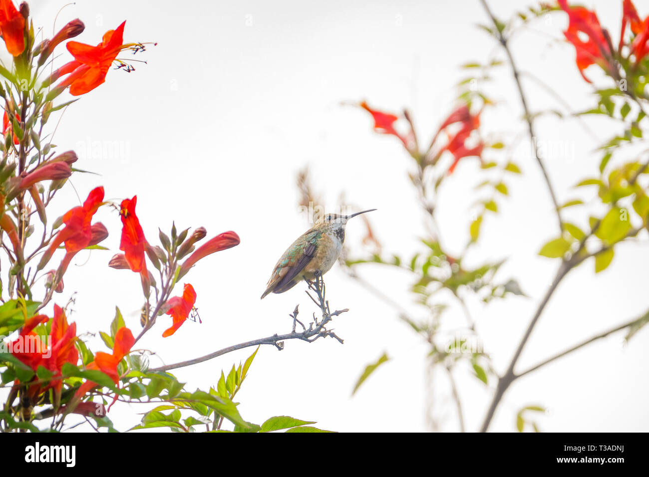 Magnificent hummingbird sitting on the tree, photo taken at Los Angeles ...