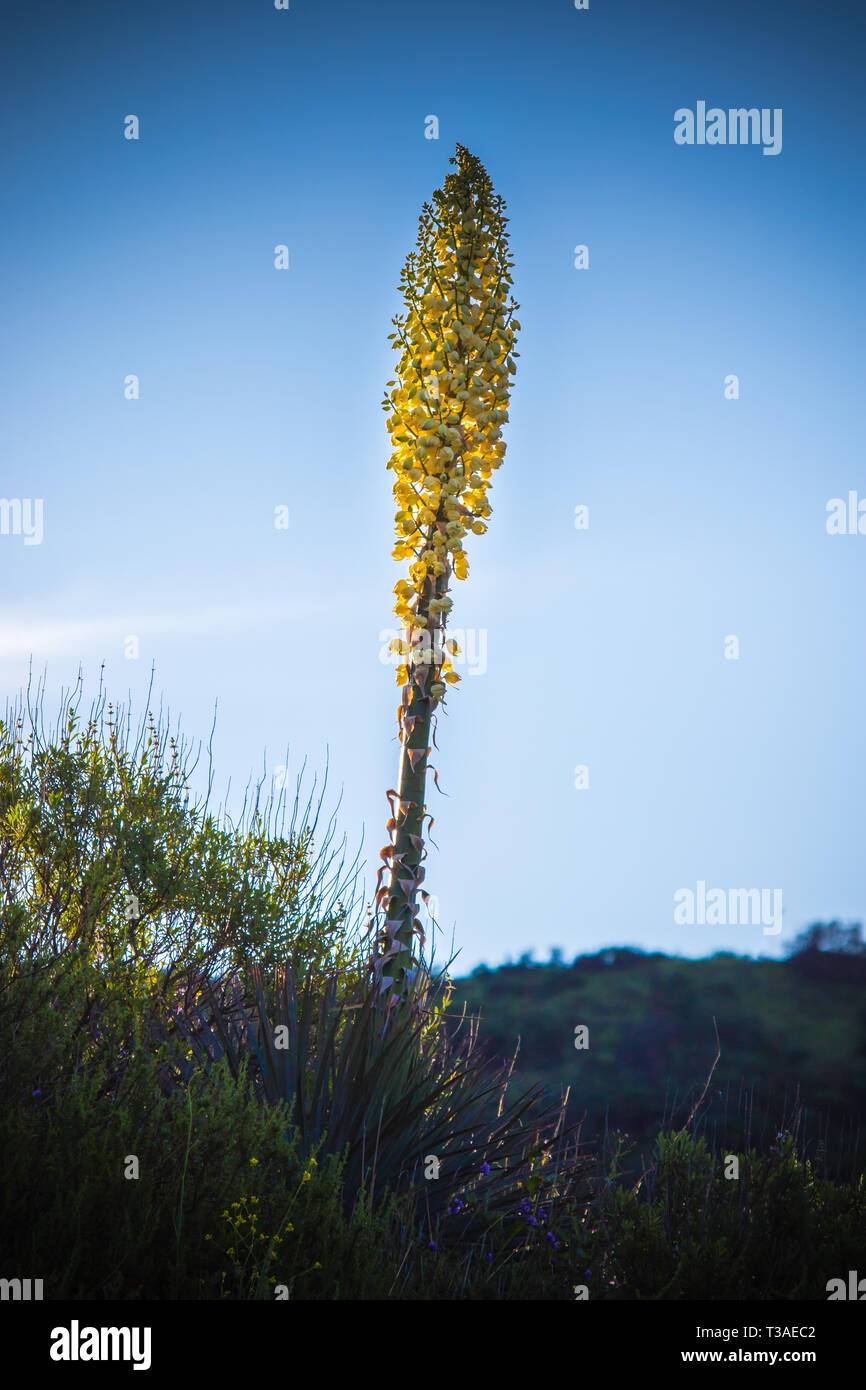 Chaparral Yucca tree (Our Lord's candle) blooming on hillside in early ...