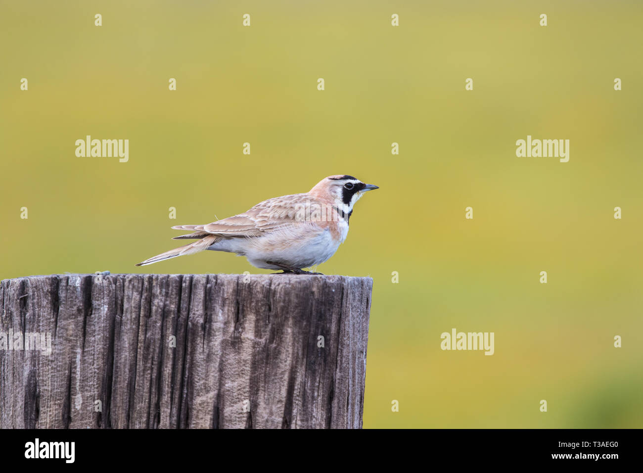 California native birds hi-res stock photography and images - Alamy