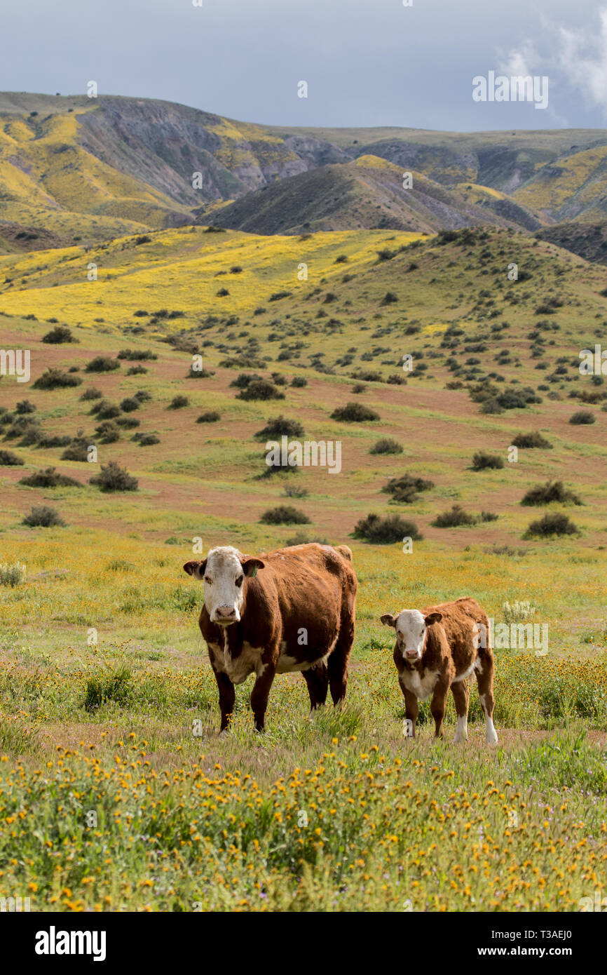 cattle grazing on the grassland pasture of the Carrizo plain monument ...