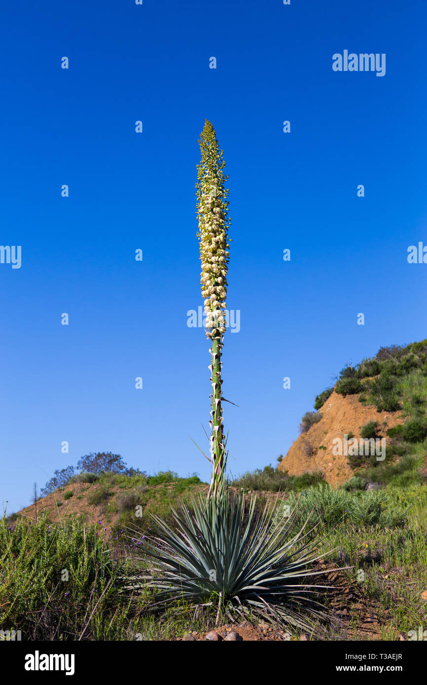 Chaparral Yucca tree (Our Lord's candle) blooming on hillside in early ...