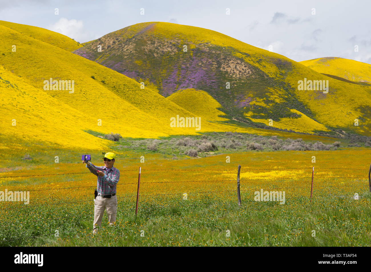 Wildflower super bloom hi-res stock photography and images - Alamy