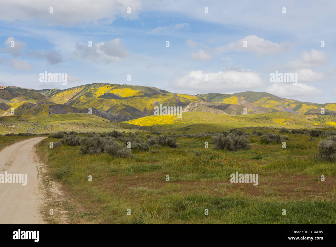 California wildflower super bloom at the Carrizo plain National ...