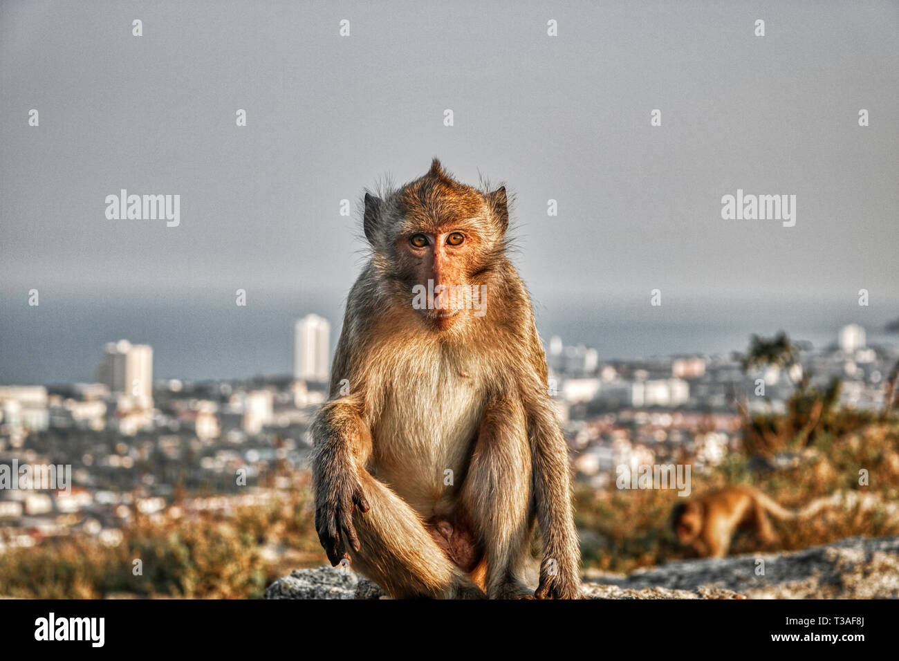 This unique image shows the wild monkeys at dusk on the Monkey Rock in ...