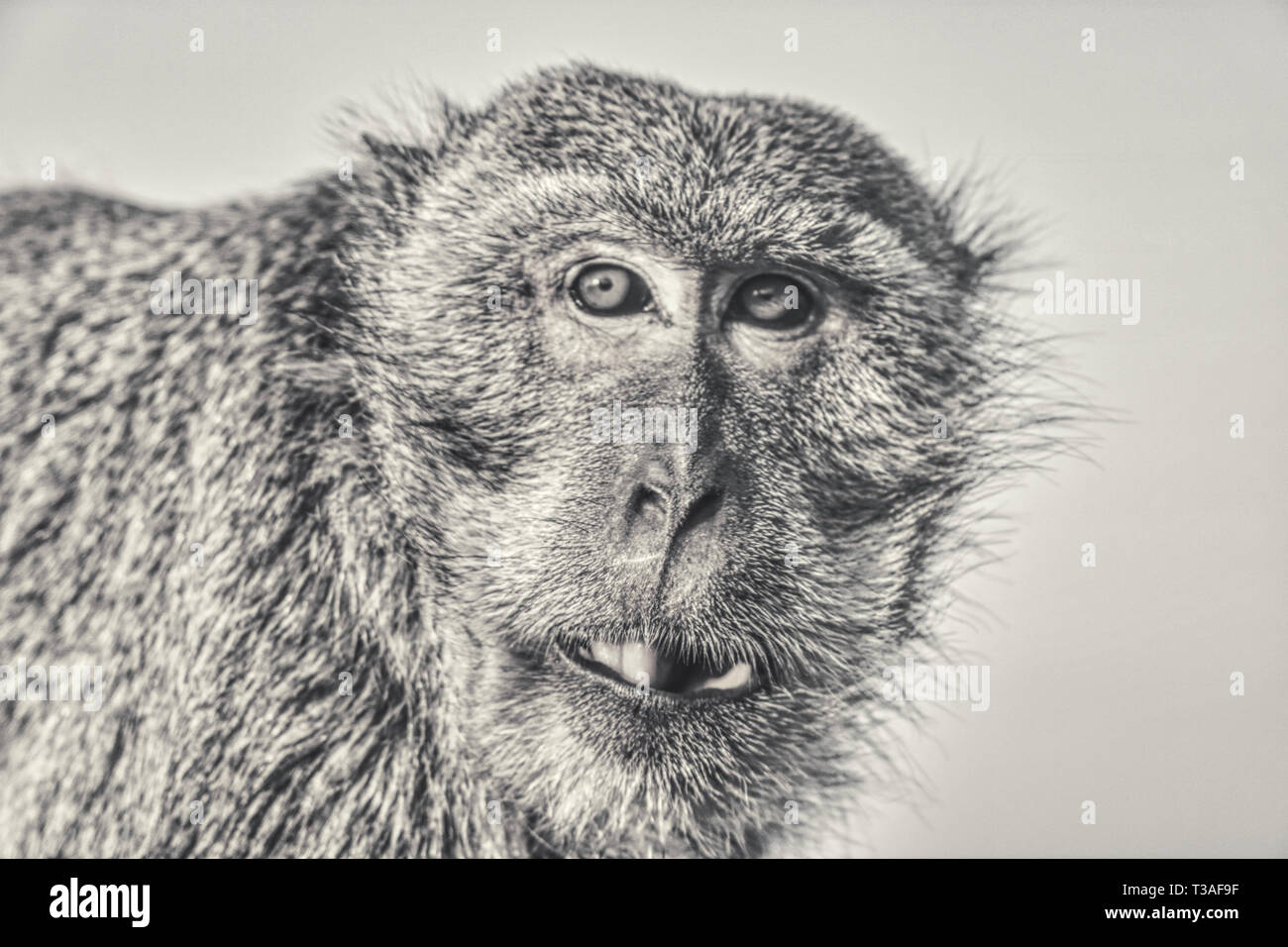 This unique image shows the wild monkeys at dusk on the Monkey Rock in ...