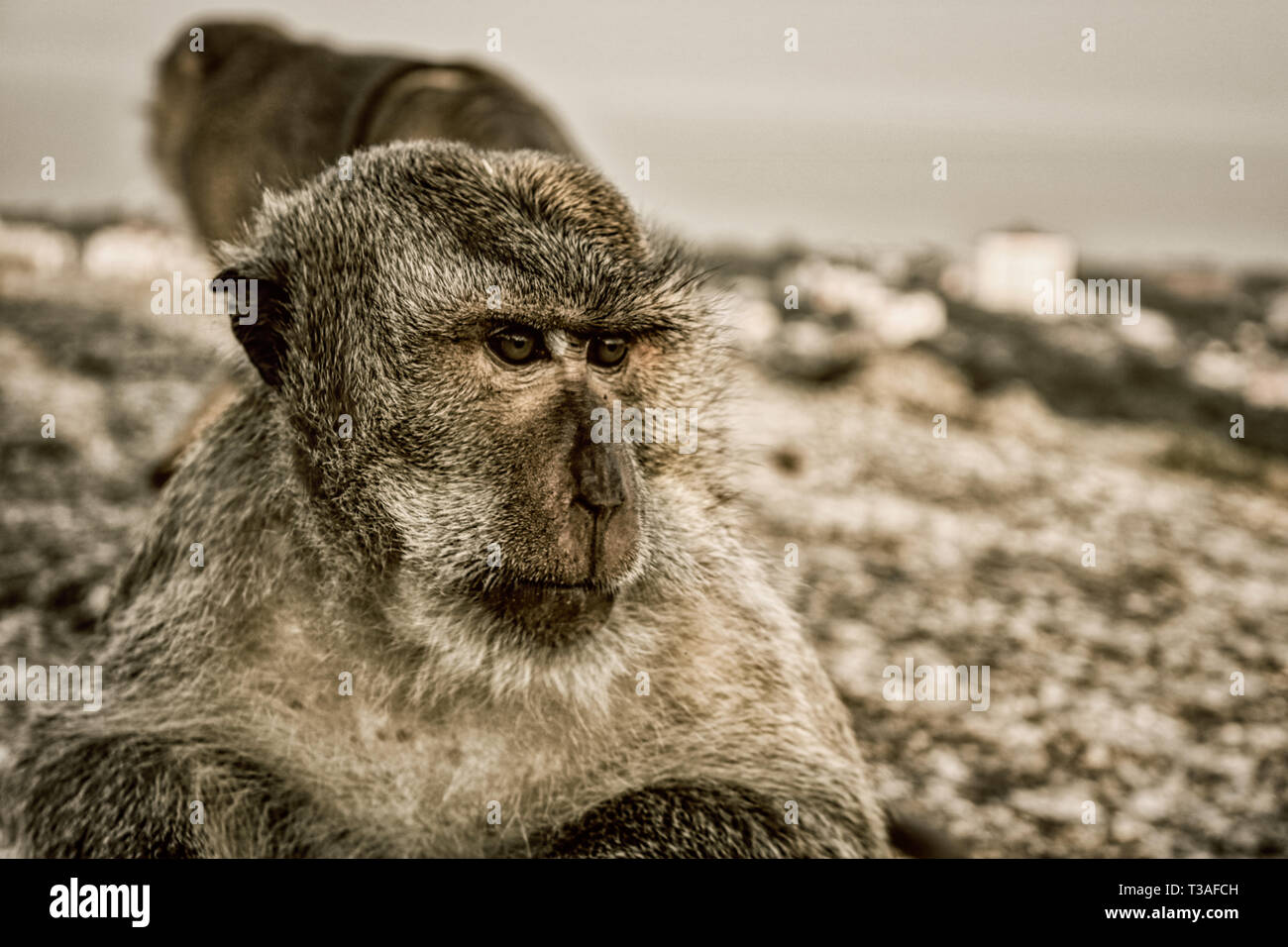 This unique image shows the wild monkeys at dusk on the Monkey Rock in ...