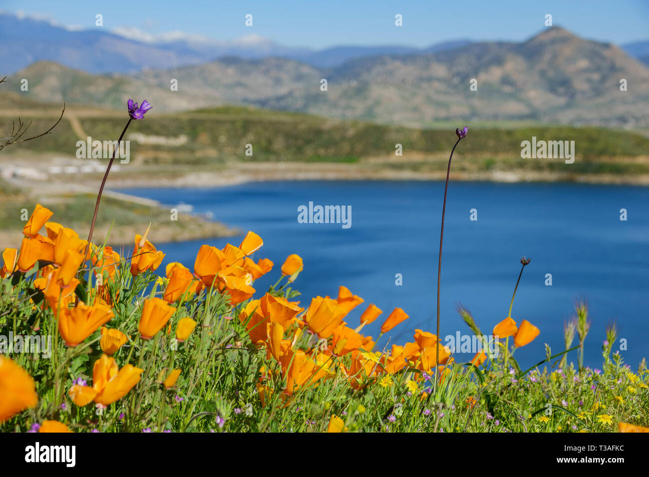Lots of wild flower blossom at Diamond Valley Lake, California Stock ...