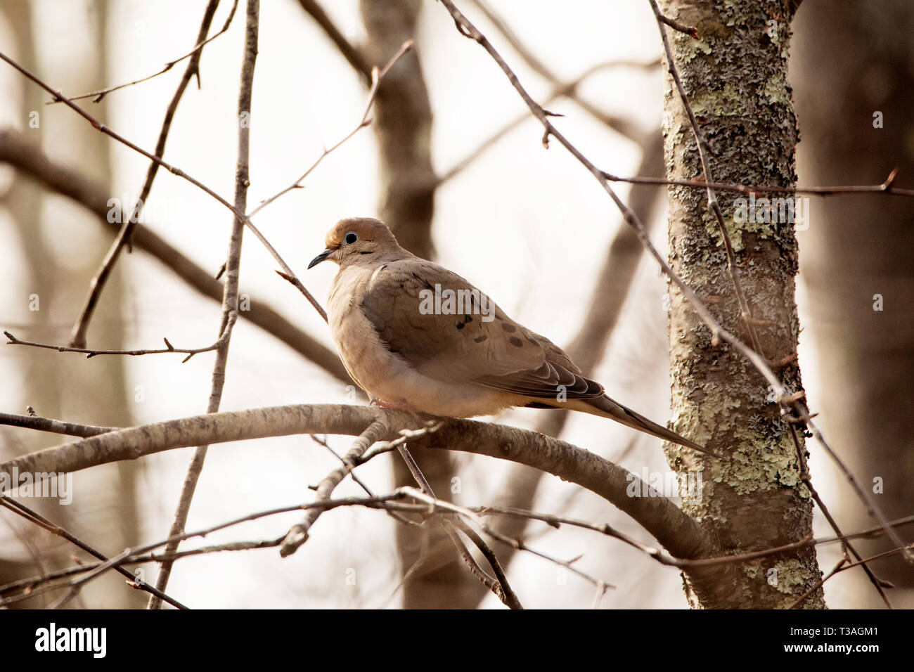 Mourning doves zenaida macroura hi-res stock photography and images - Alamy