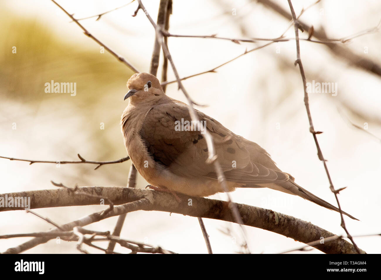 Columbidae family hi-res stock photography and images - Alamy