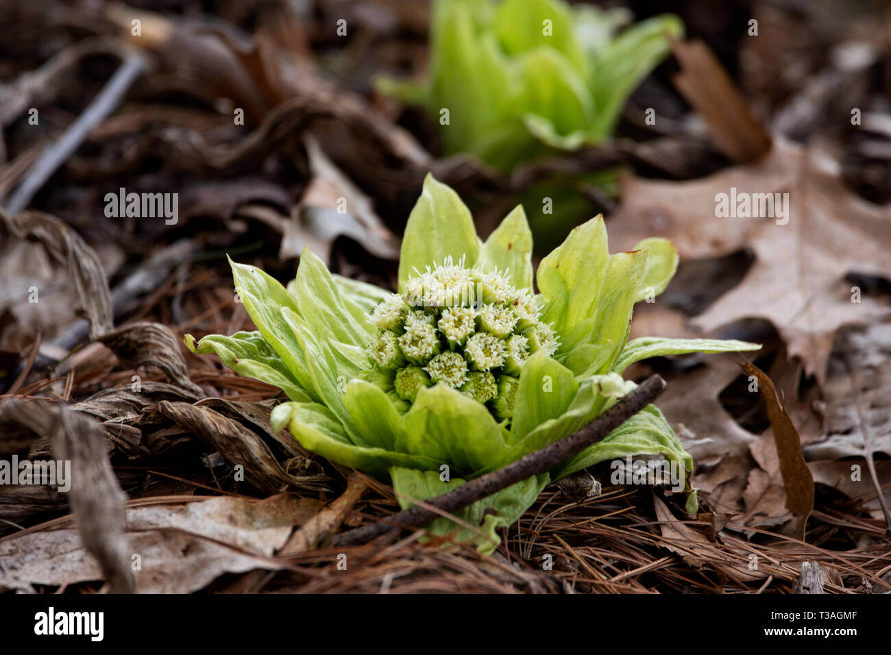 Petasites japonicus, also known as butterbur, giant butterbur, great ...