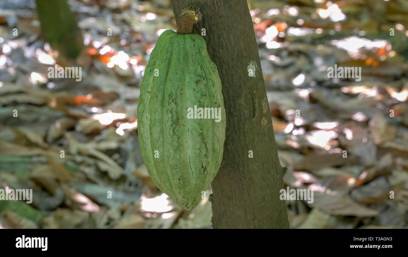 green cacao pod on a tree in ecuador Stock Photo - Alamy