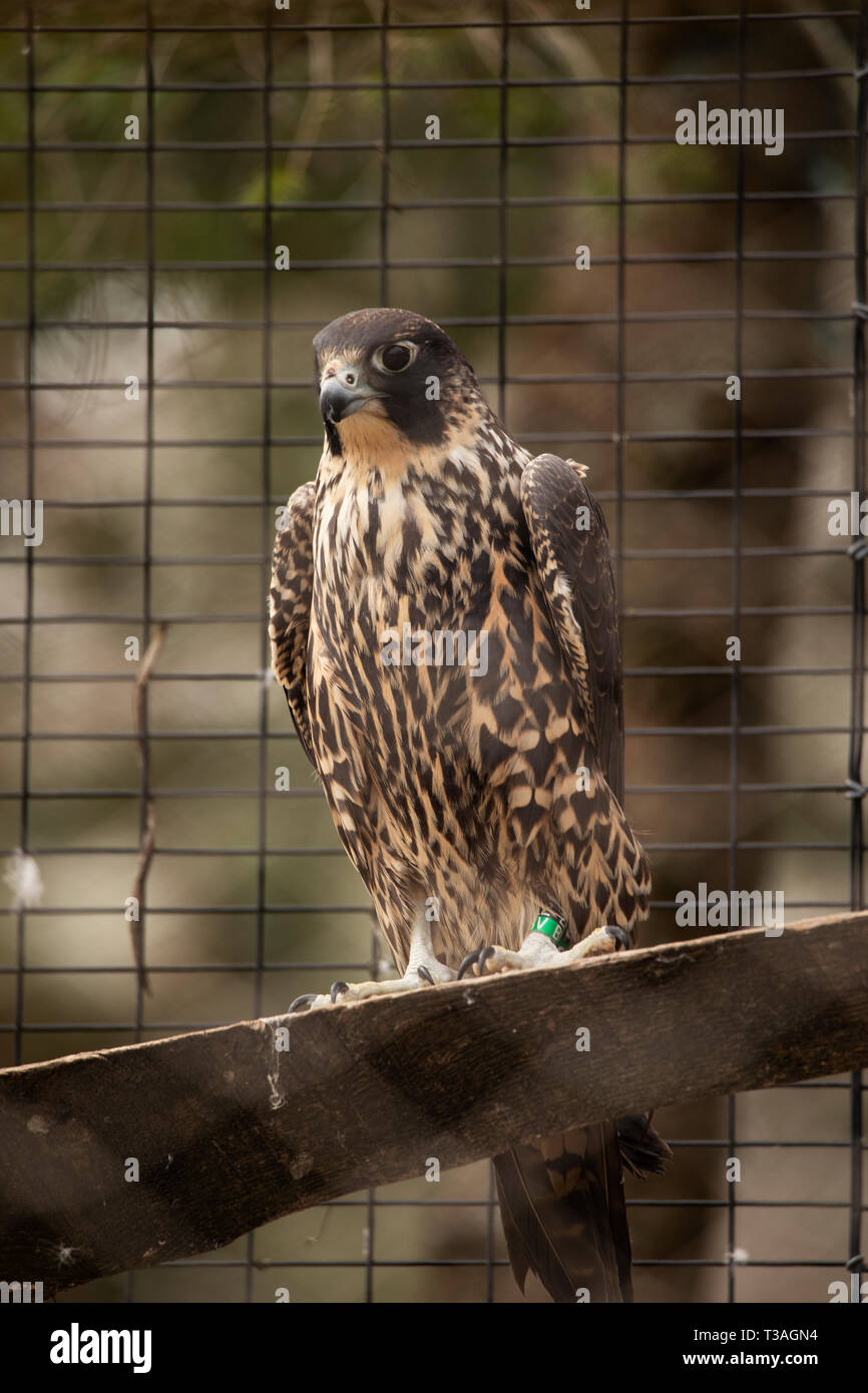 A peregrine falcon (Falco peregrinus) sitting on a perch Stock Photo ...