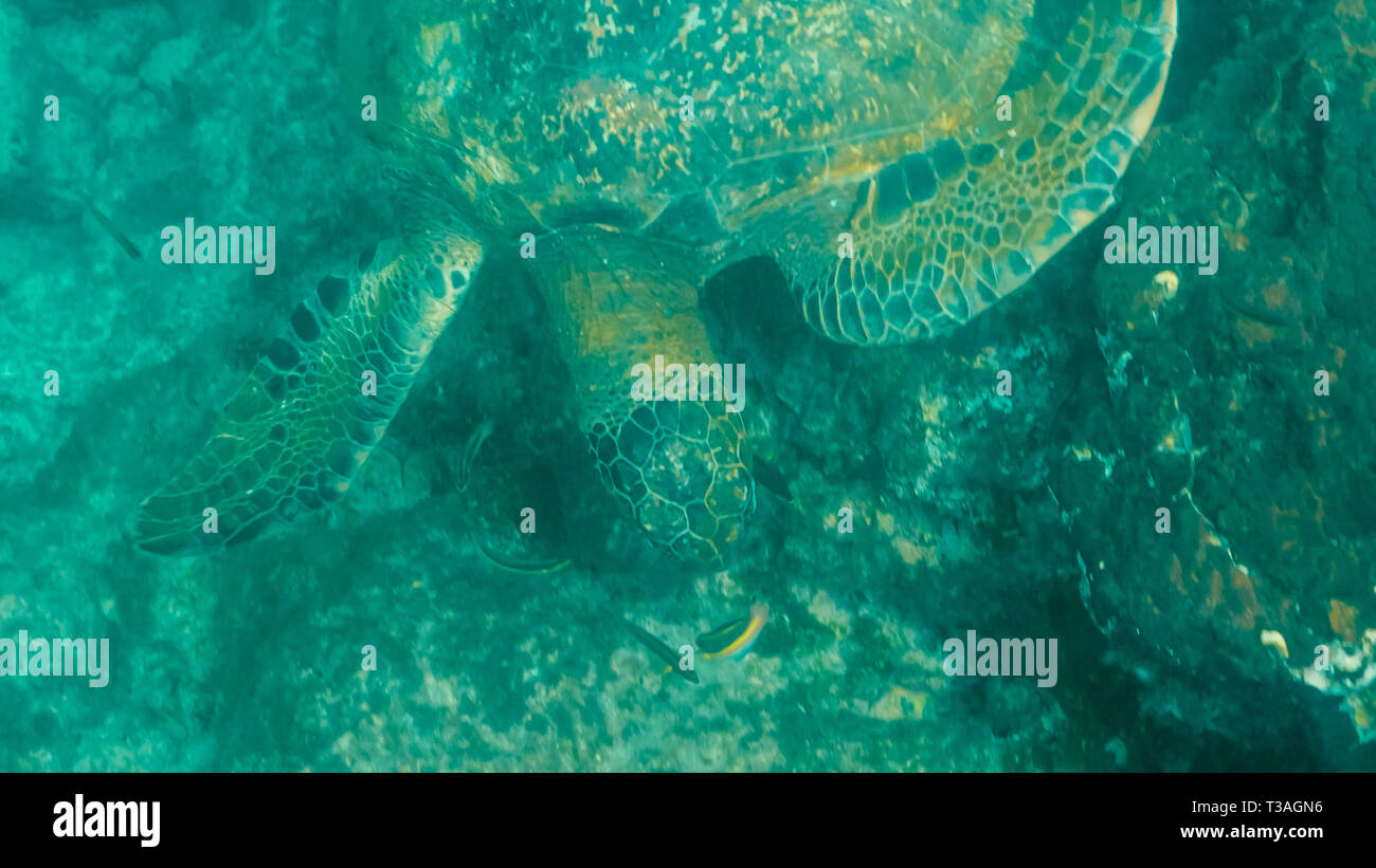 high angle underwater view of a green sea turtle feeding at isla ...