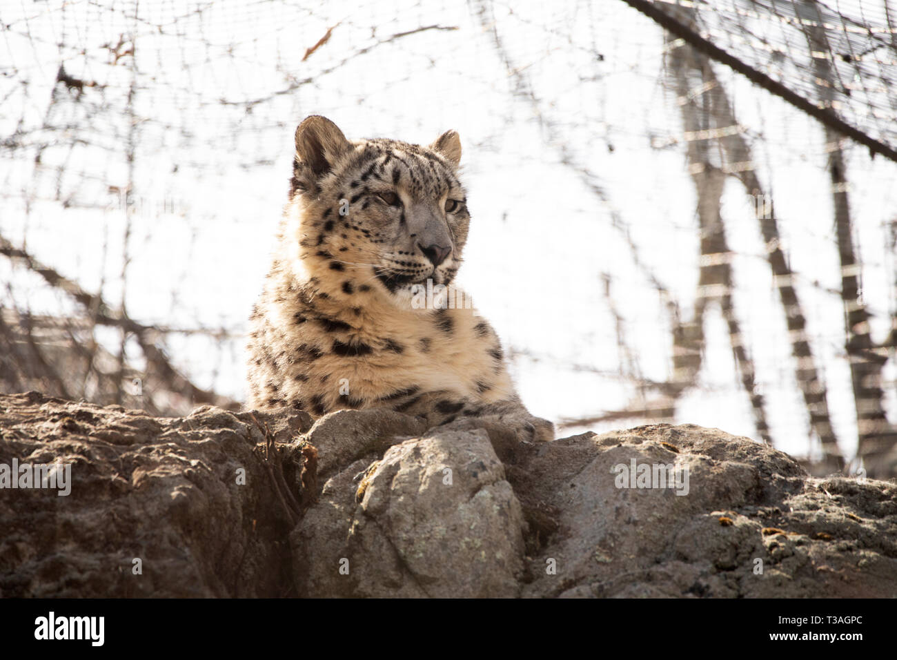 Snow leopard cub hi-res stock photography and images - Alamy