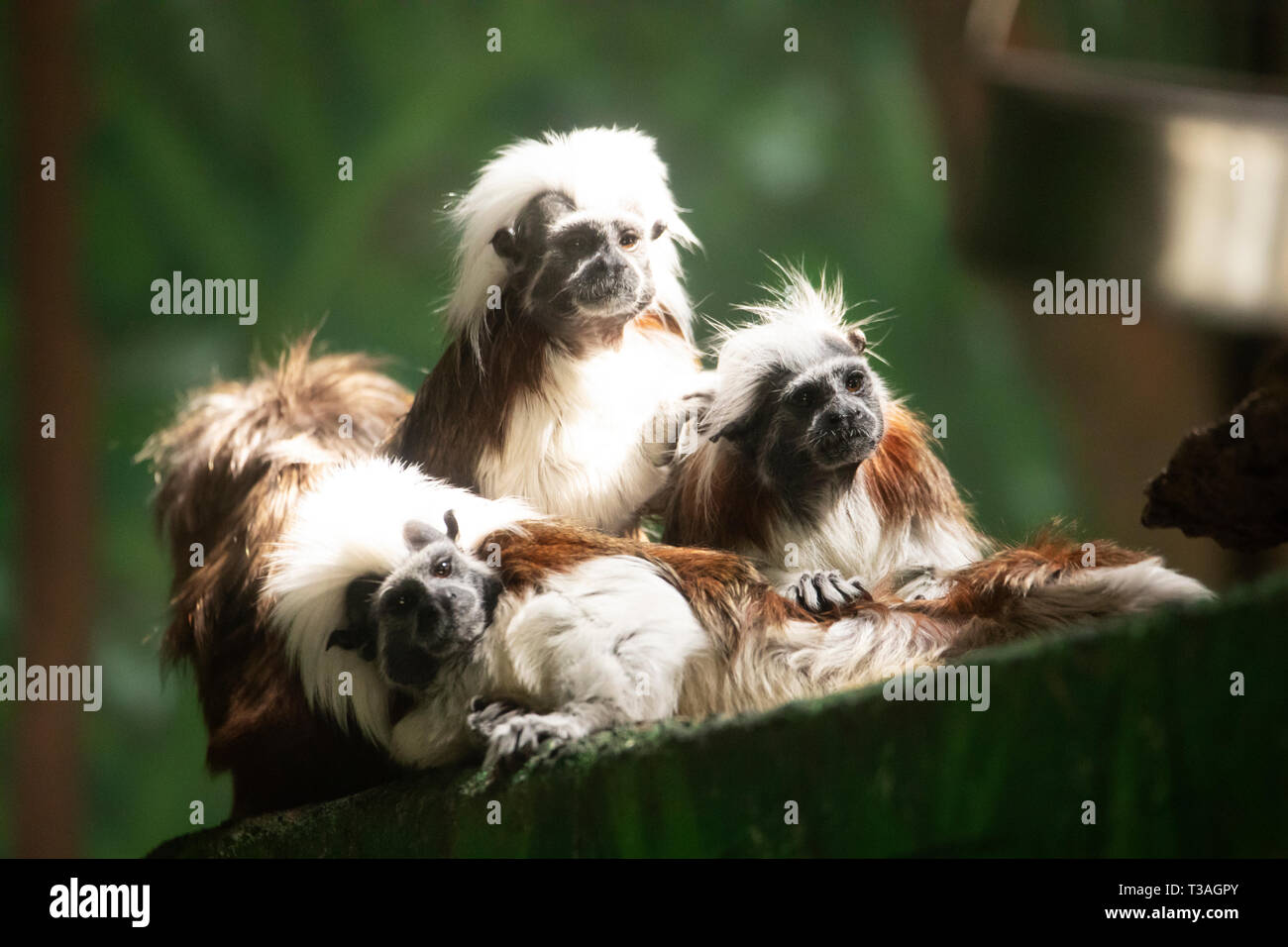 Cotton top tamarin hi-res stock photography and images - Alamy