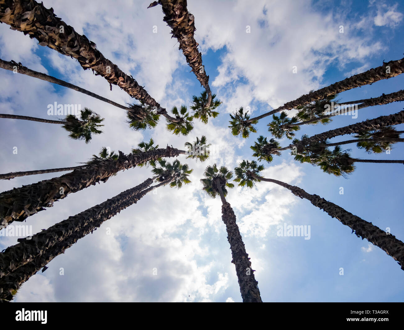 Looking up the palm tree with blue sky, photo took at Los Angeles Stock ...