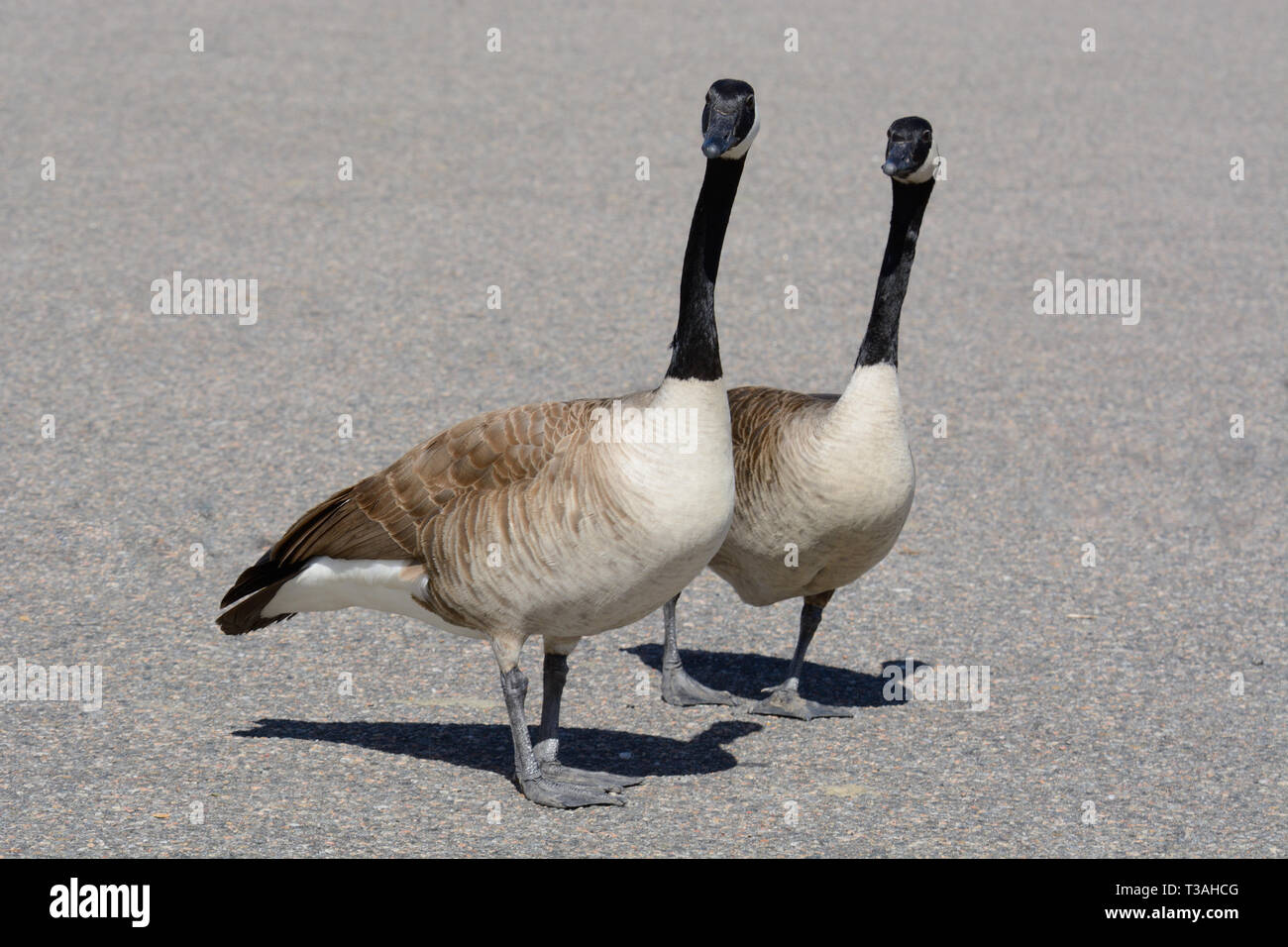 Canada goose bonded pair acting in unison with two minds thinking and ...