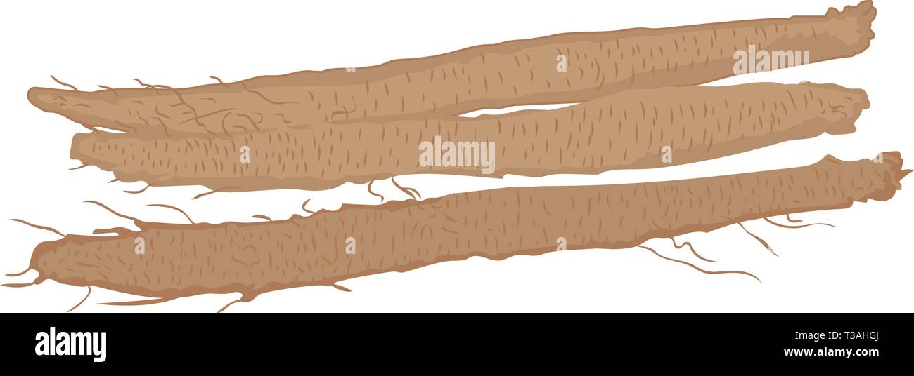 Burdock roots vector illustration on a white background Stock Vector ...